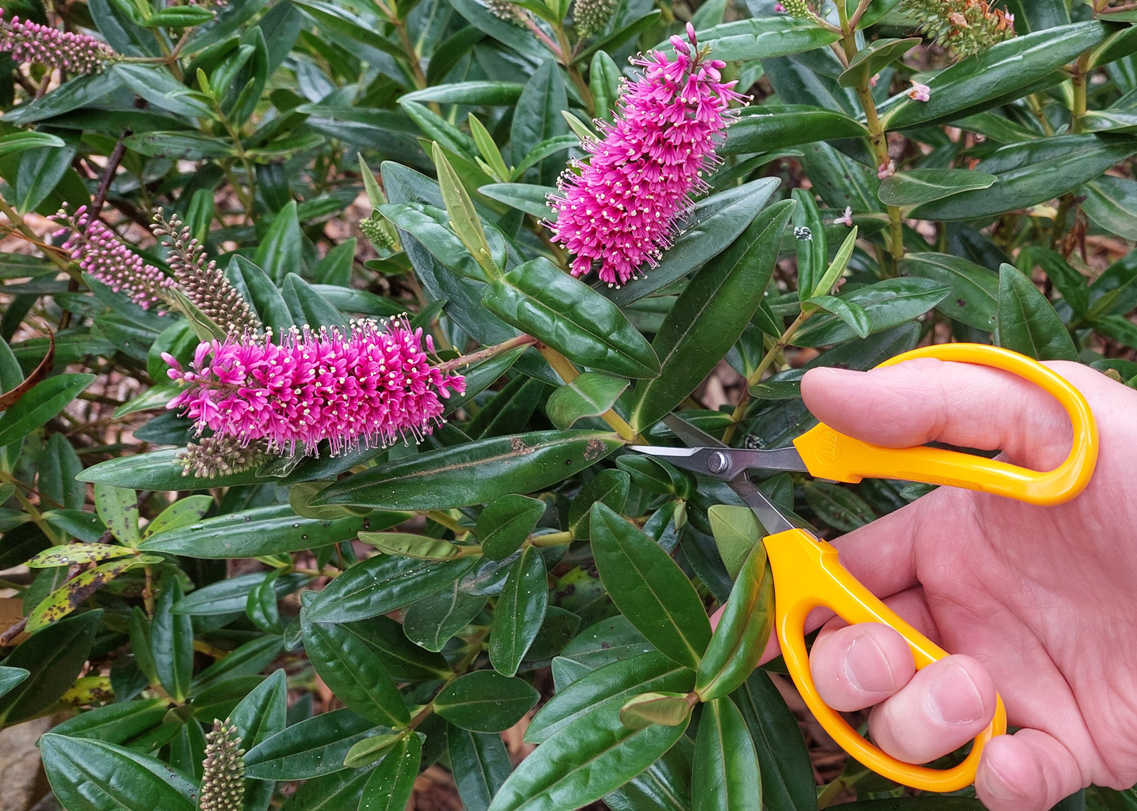 ARS Tools - Made in Japan.